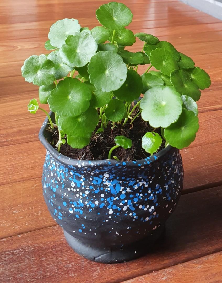 Copper Coin Plant indoor/outdoor plant, Furniture & Home Living ...