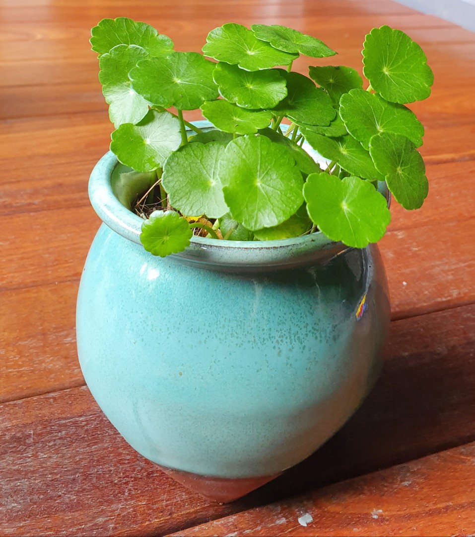 Copper Coin Plant indoor/outdoor plant, Furniture & Home Living ...