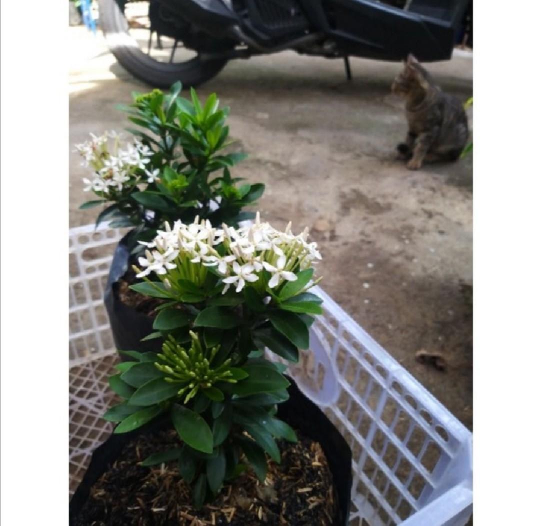 Dwarf Santan Puti/Imported White Thai Santan, Furniture & Home Living ...
