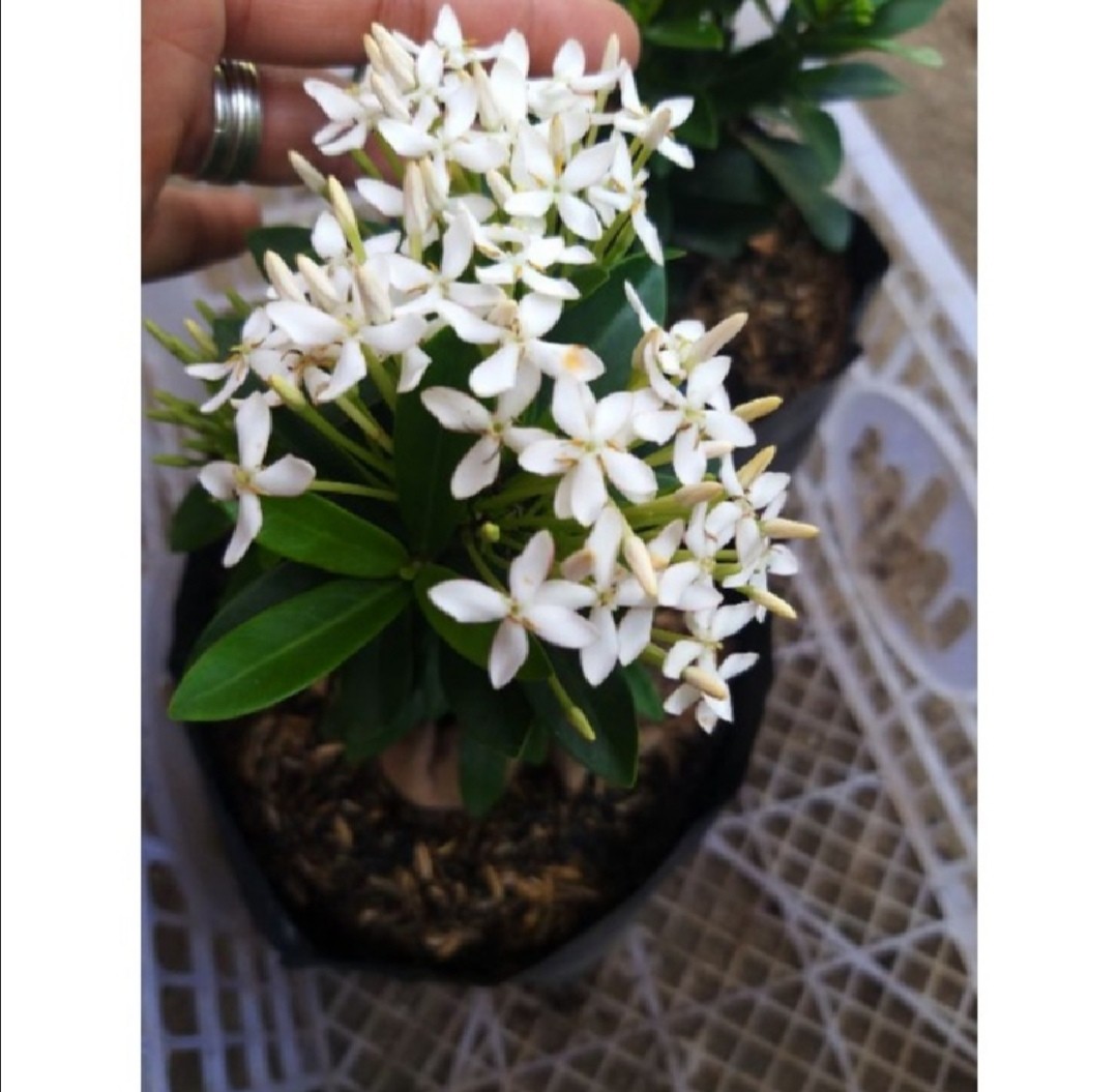 Dwarf Santan Puti/Imported White Thai Santan, Furniture & Home Living ...