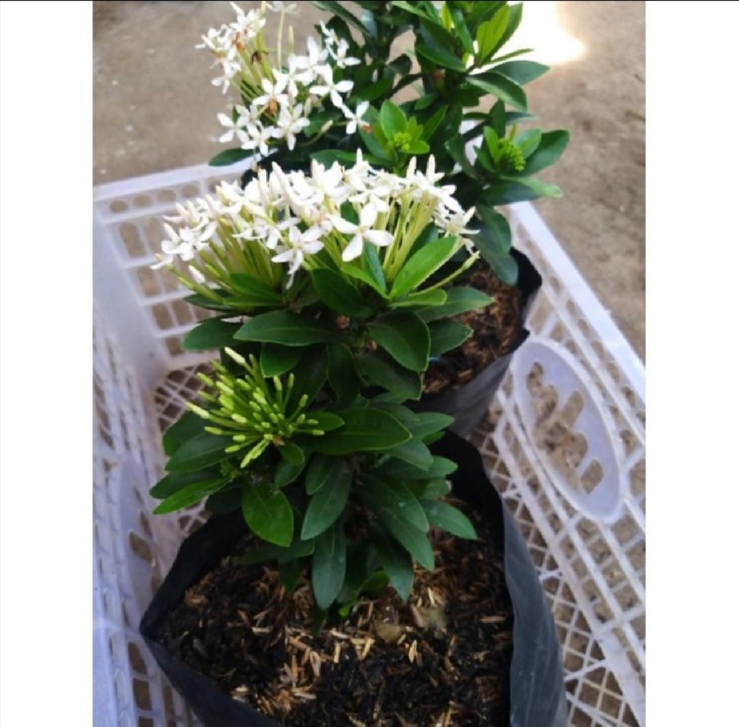 Dwarf Santan Puti/Imported White Thai Santan, Furniture & Home Living ...