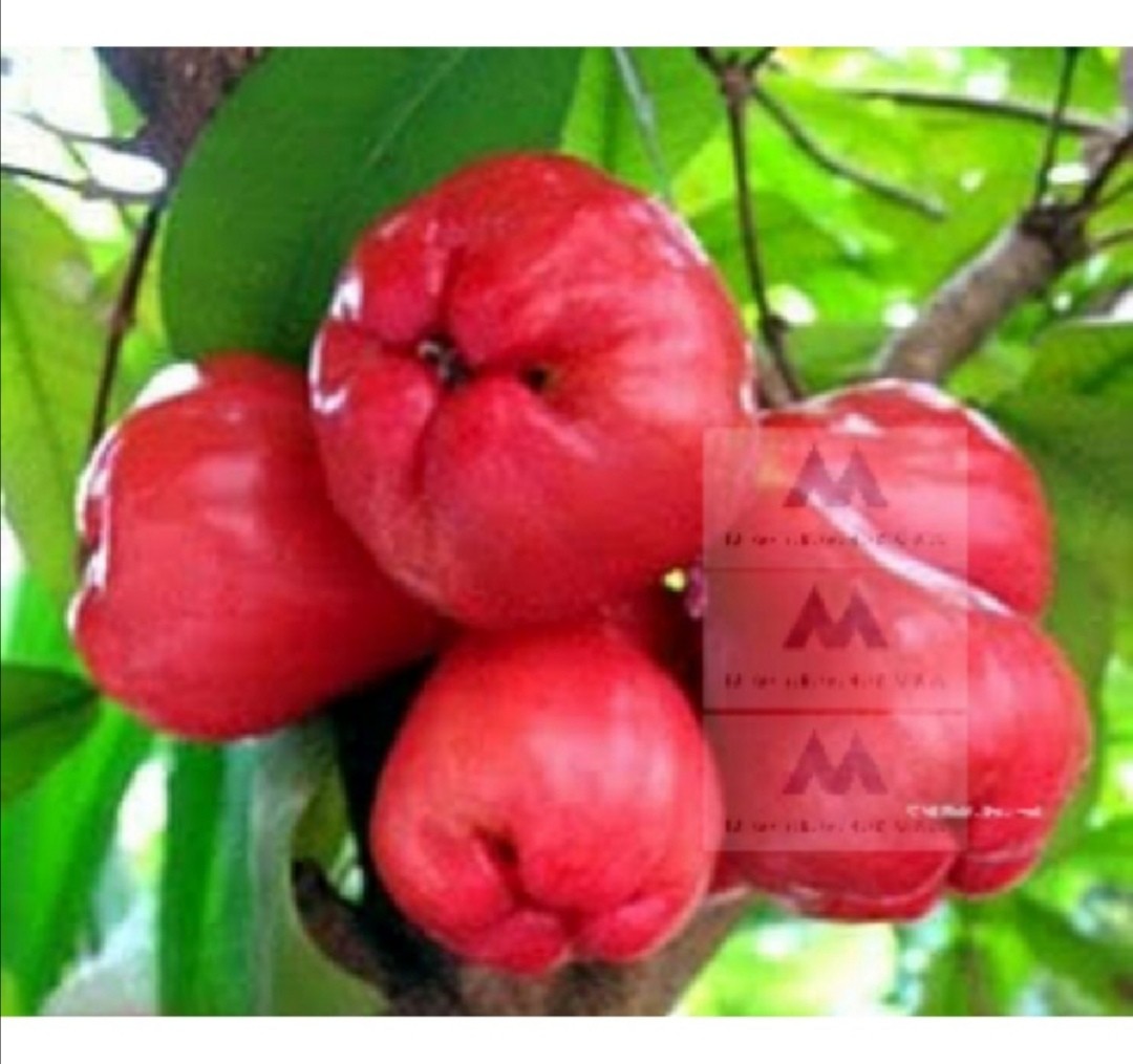 Grafted Makopa Java Apple seedling Live Plants, Furniture & Home Living ...