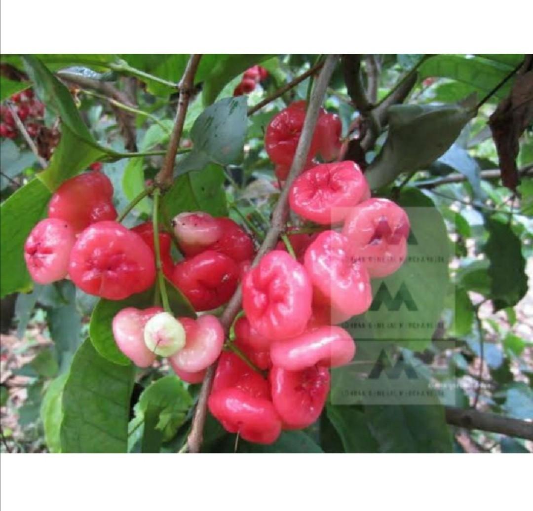 Grafted Makopa Java Apple seedling Live Plants, Furniture & Home Living ...