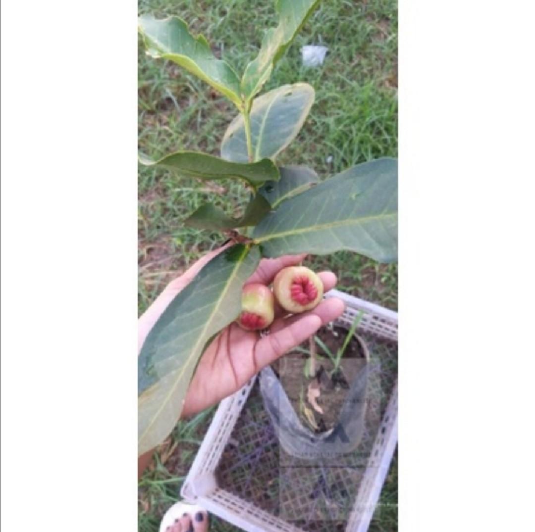 Grafted Makopa Java Apple seedling Live Plants, Furniture & Home Living ...
