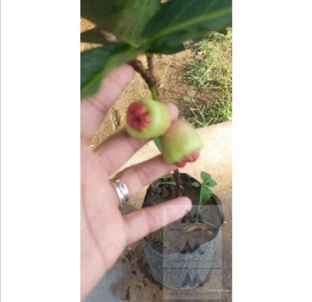 Grafted Makopa Java Apple seedling Live Plants, Furniture & Home Living ...
