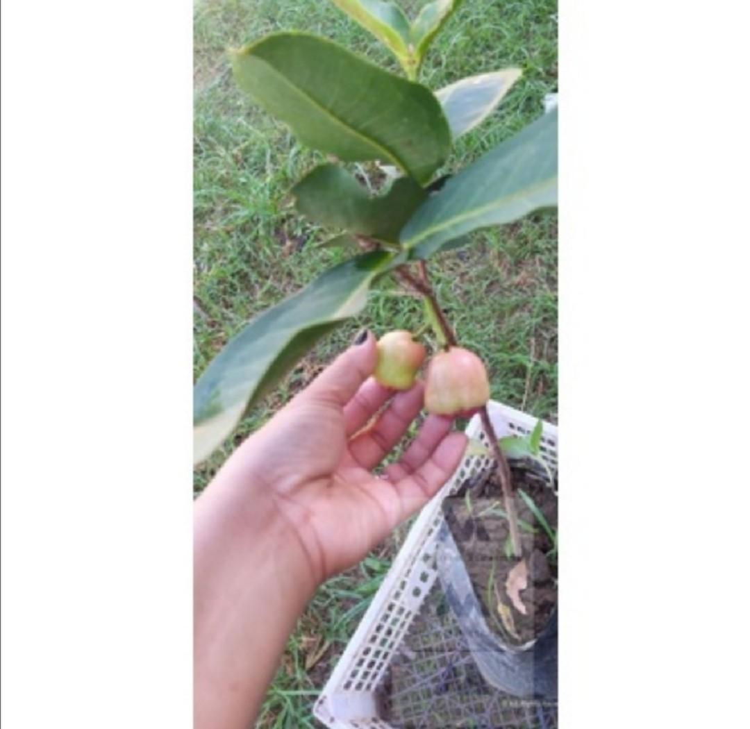 Grafted Makopa Java Apple seedling Live Plants, Furniture & Home Living ...