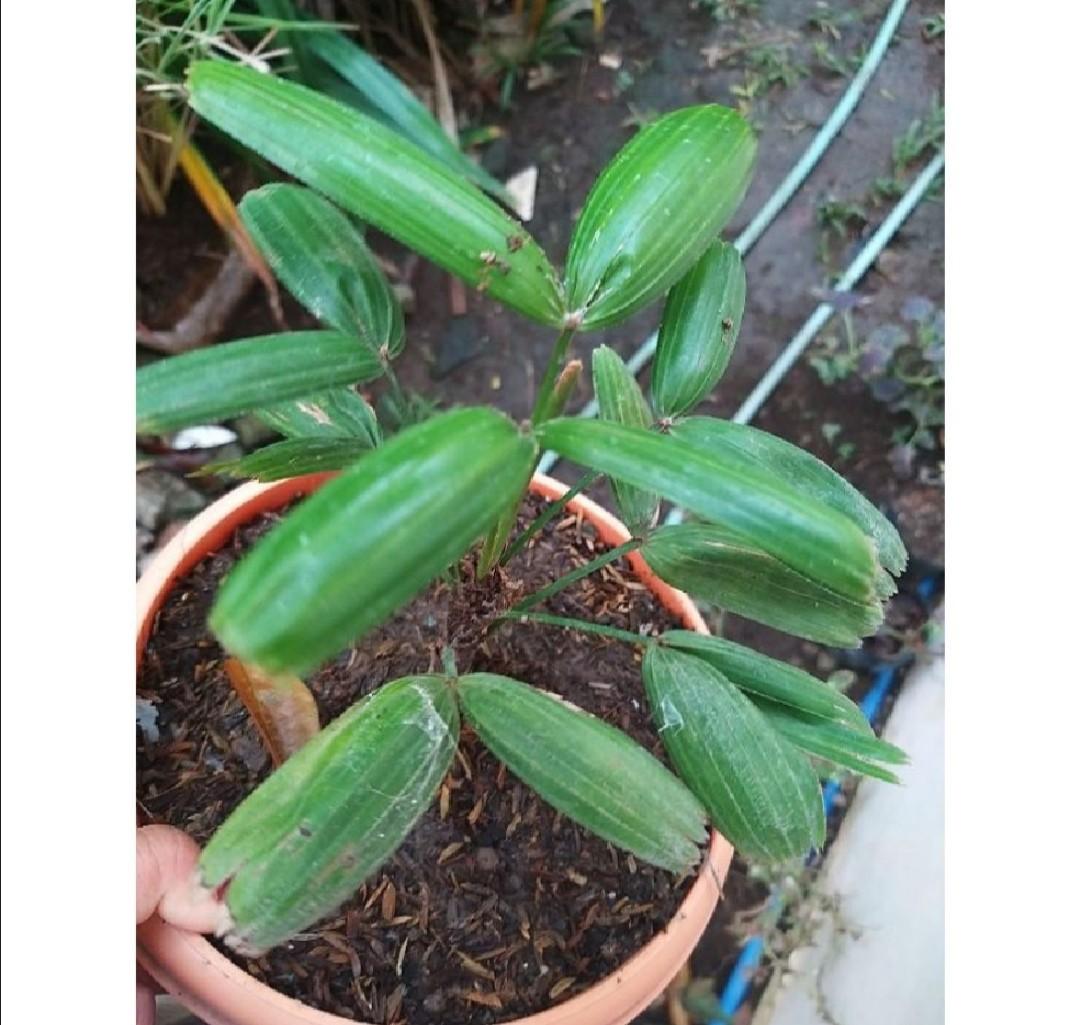Lady Palm/ Rhapis Excelsa, Furniture & Home Living, Gardening, Plants ...