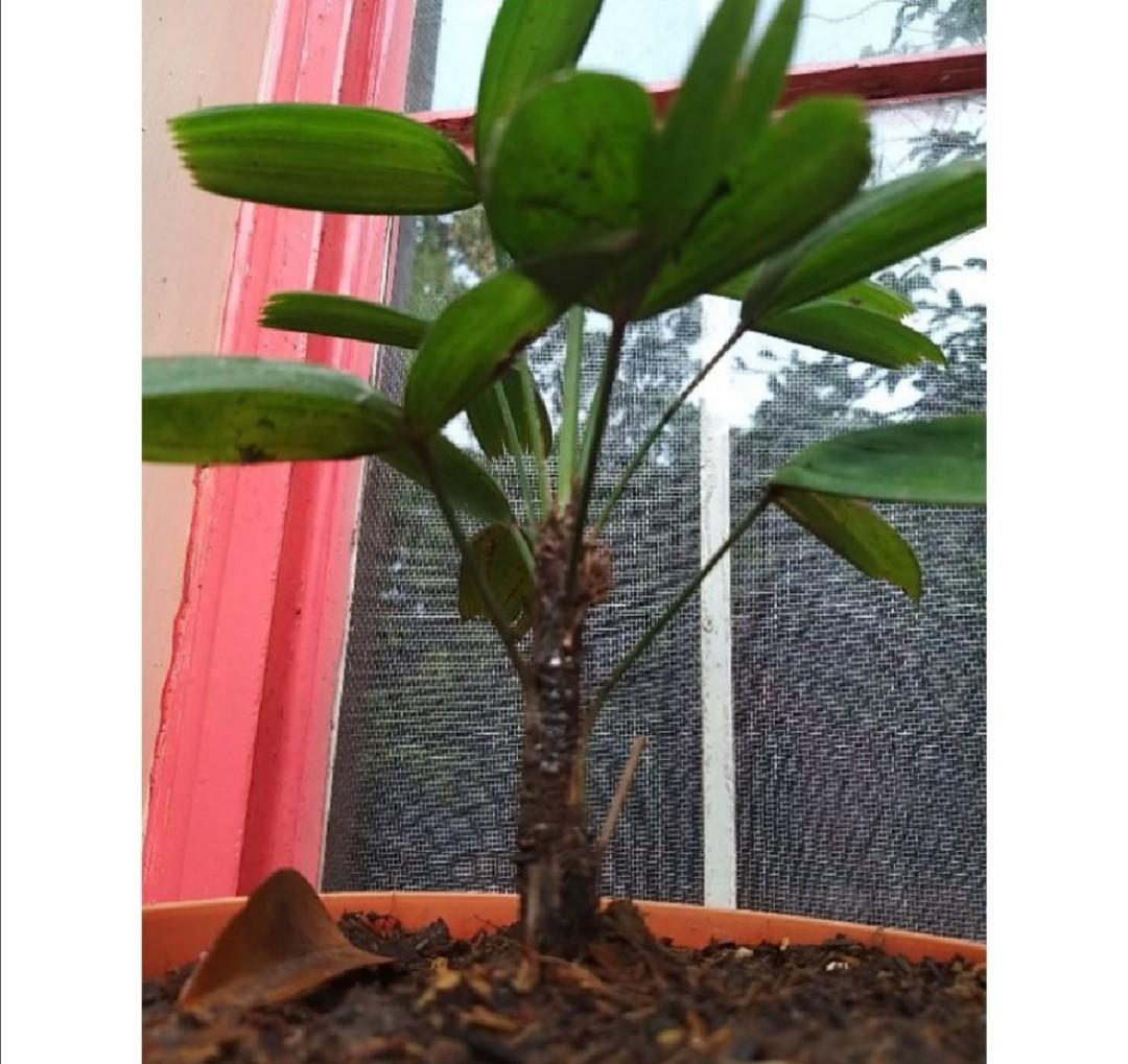 Lady Palm/ Rhapis Excelsa, Furniture & Home Living, Gardening, Plants ...
