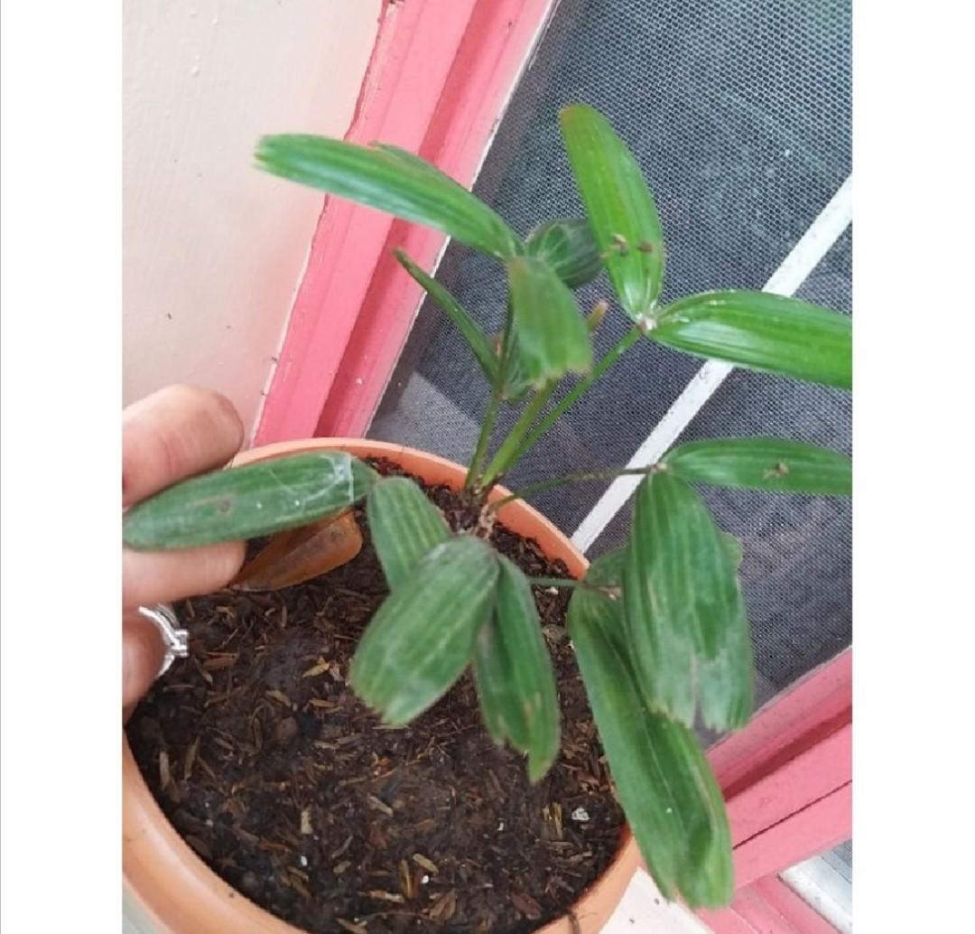 Lady Palm/ Rhapis Excelsa, Furniture & Home Living, Gardening, Plants ...