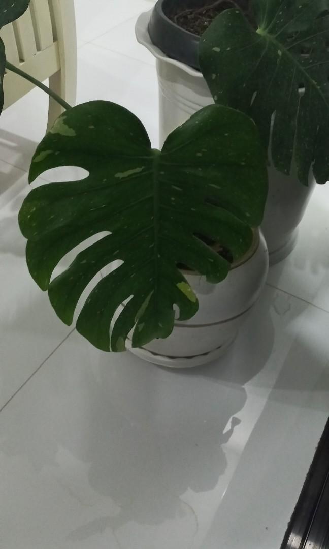 Thaicons Monsterra Thai Constellation, Furniture & Home Living ...