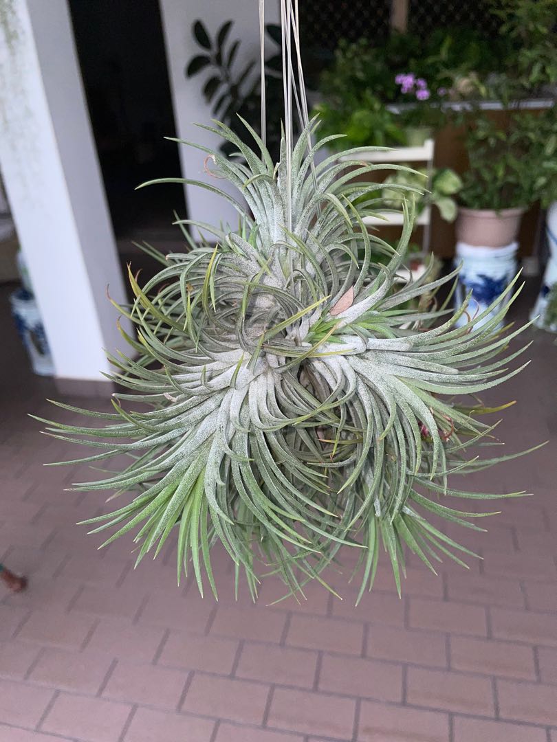 Tillandsia Air plant cluster, Furniture & Home Living, Gardening ...