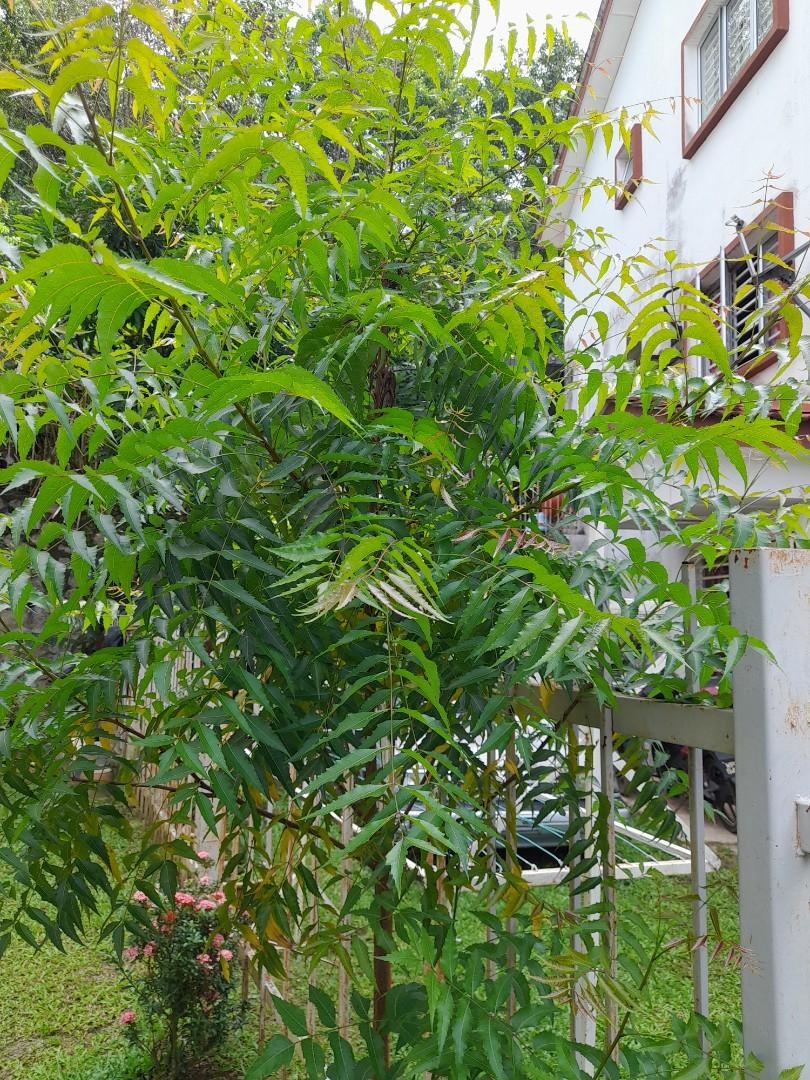 Anak Pokok Mambu / Neem, Furniture & Home Living, Gardening, Plants ...