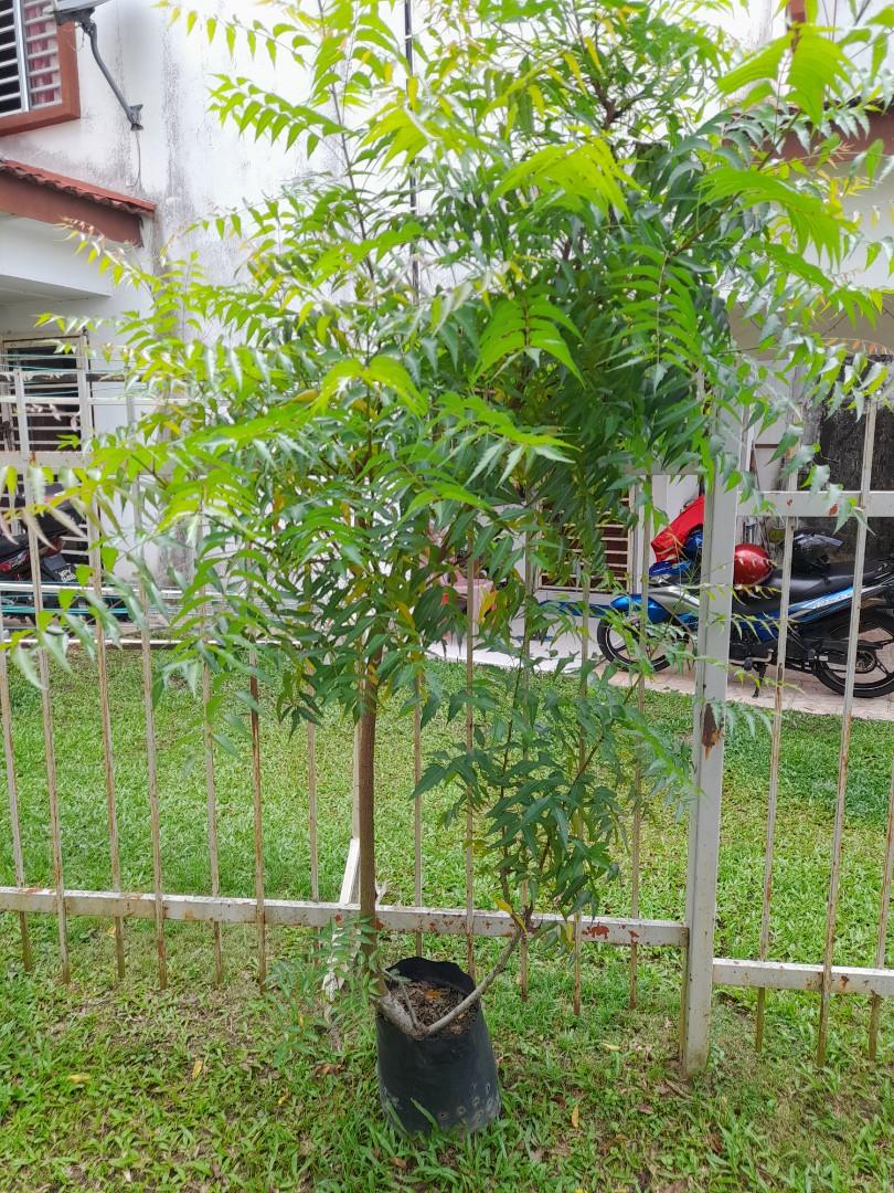 Anak Pokok Mambu / Neem, Furniture & Home Living, Gardening, Plants ...