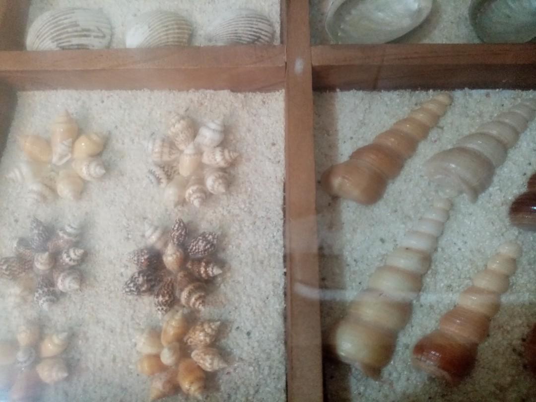 Framed Philippine Seashells Collectible, Furniture & Home Living, Home ...