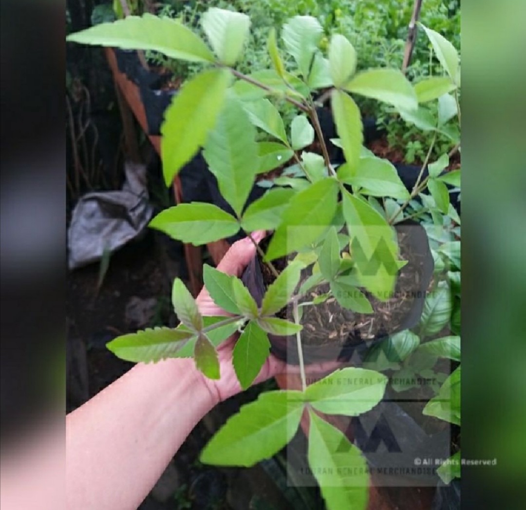 Lagundi Seedlings Vitex Negundo, Furniture & Home Living, Gardening ...