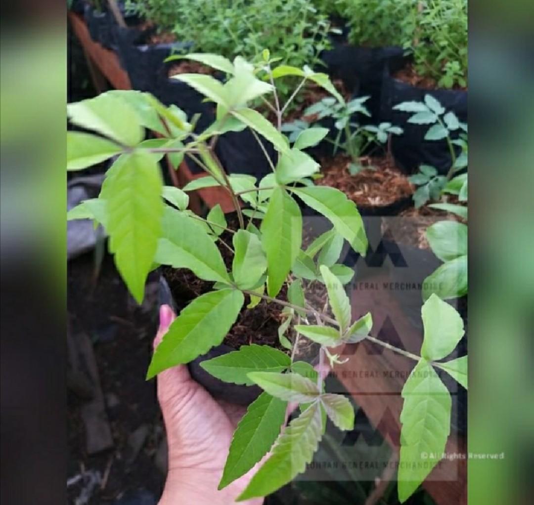Lagundi Seedlings Vitex Negundo, Furniture & Home Living, Gardening ...