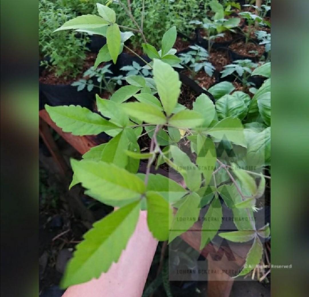 Lagundi Seedlings Vitex Negundo, Furniture & Home Living, Gardening ...