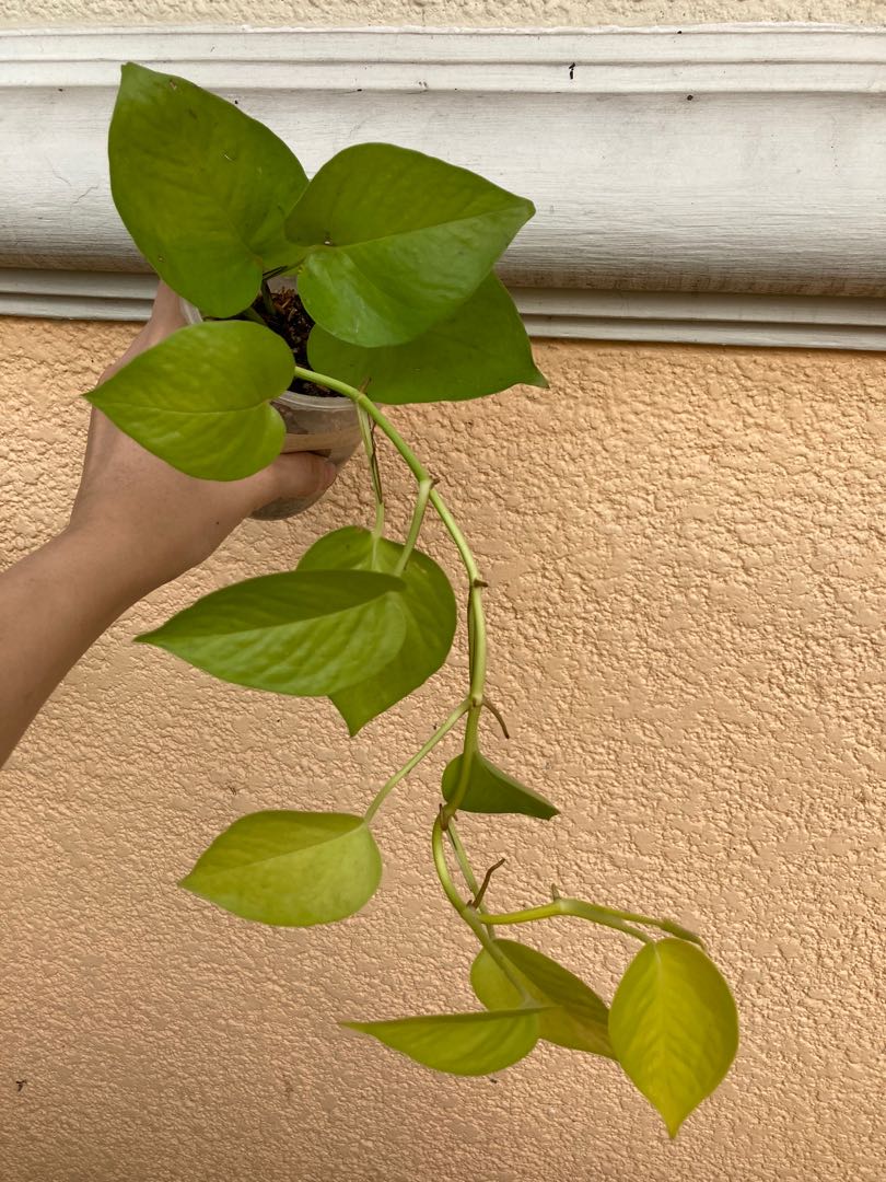 Trailing Neon Pothos, Furniture & Home Living, Gardening, Plants ...