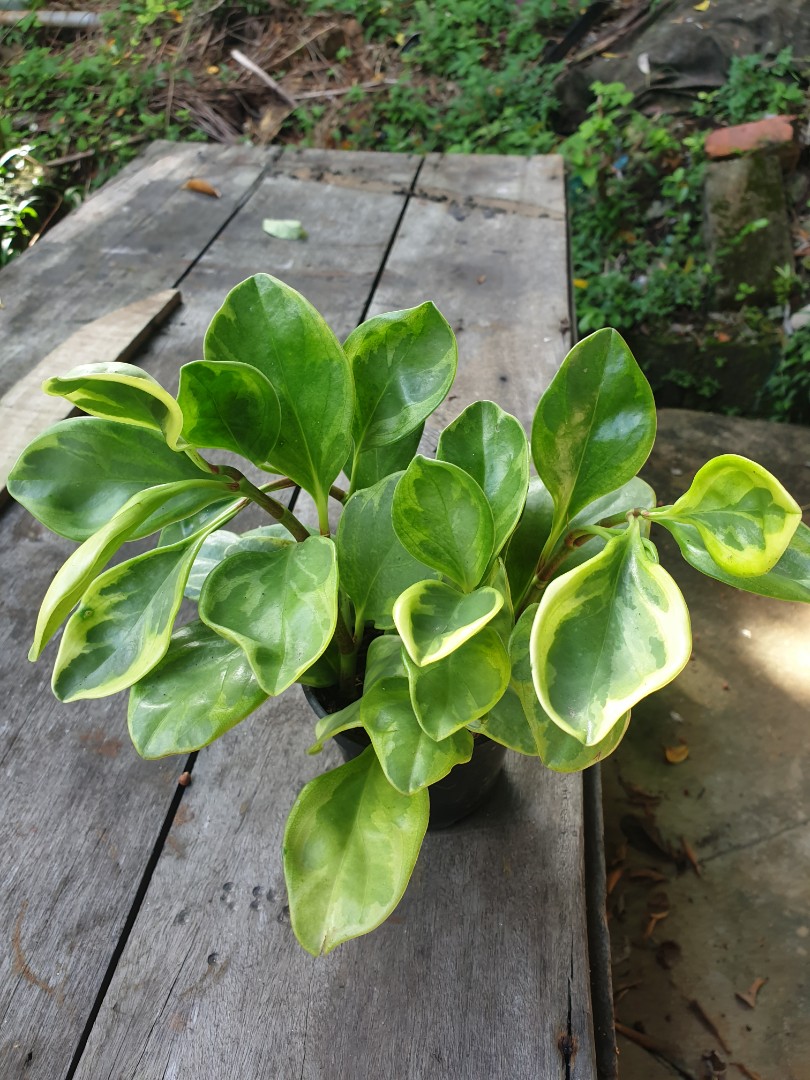 Variegated peperomia obtusifolia, Furniture & Home Living, Gardening ...