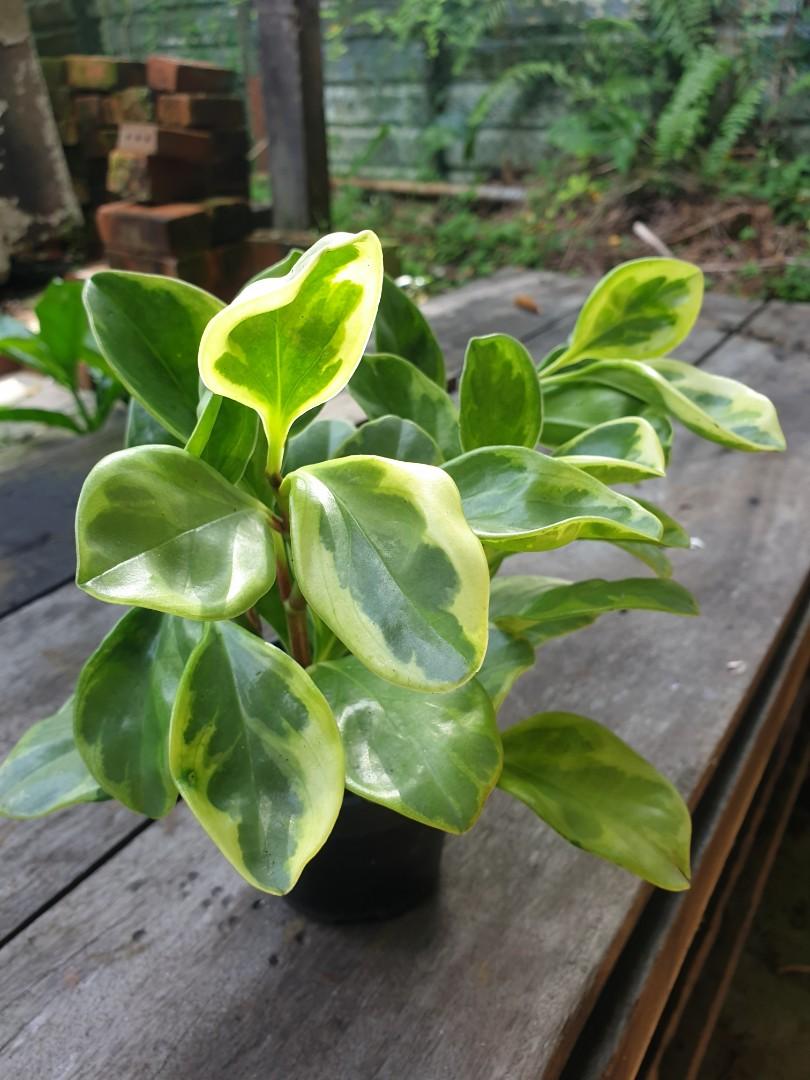 Variegated peperomia obtusifolia, Furniture & Home Living, Gardening ...