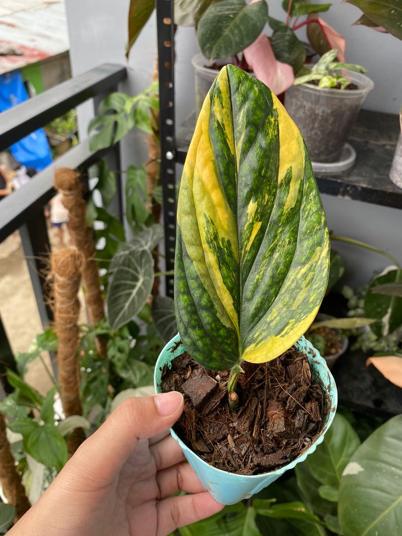 Variegated Peru, Furniture & Home Living, Gardening, Plants & Seeds on ...