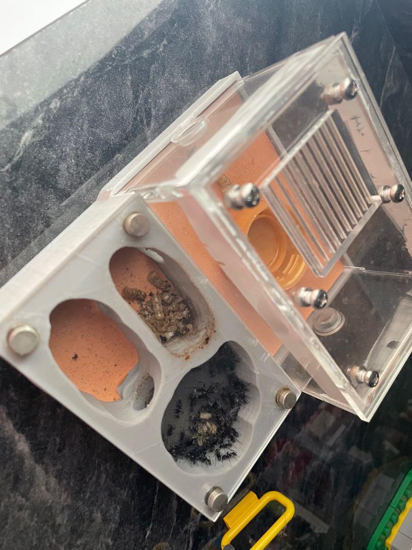 Ant colony with 3D printed formicarium, Pet Supplies, Homes & Other Pet ...