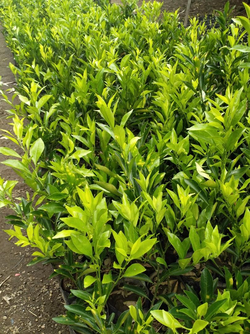 Budded Dalanghita( sintunis), Furniture & Home Living, Gardening ...