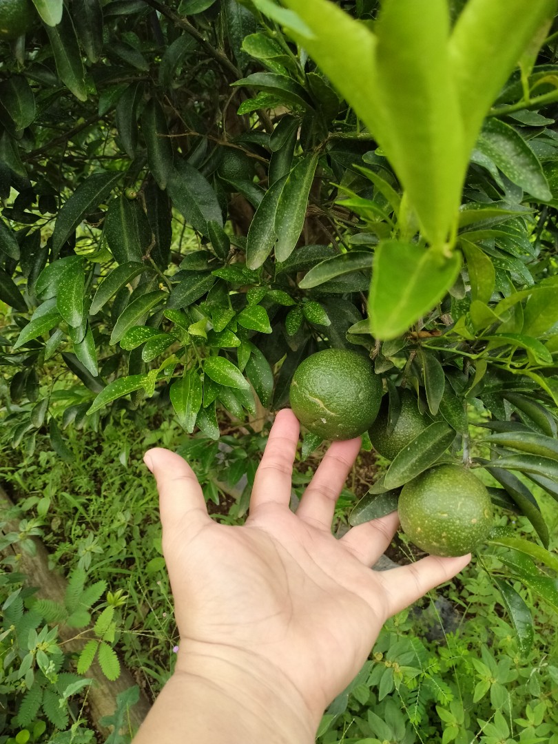 Budded Dalanghita( sintunis), Furniture & Home Living, Gardening ...