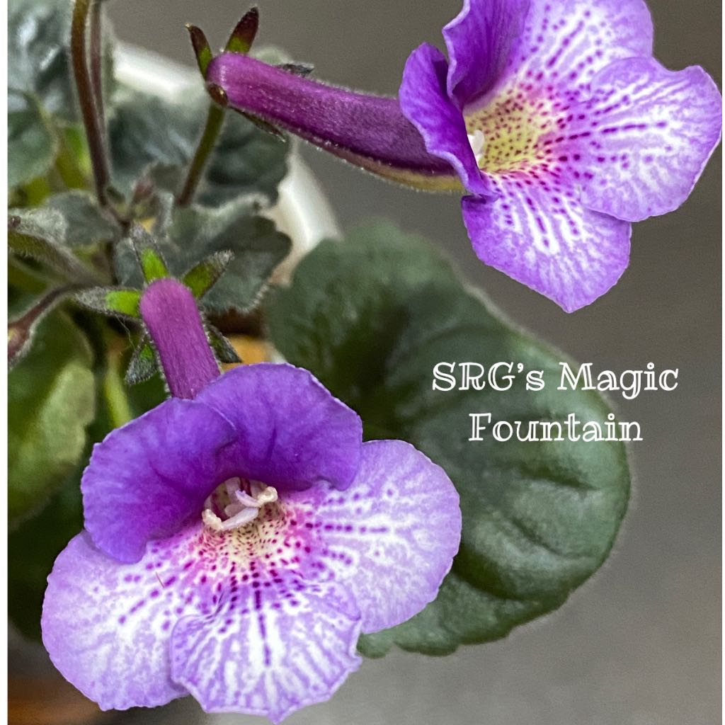 Mini sinningia SRG’s Magic Fountain, Furniture & Home Living, Gardening ...