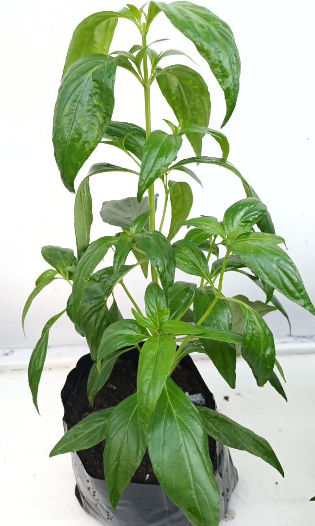 Serpentina, Furniture & Home Living, Gardening, Plants & Seeds on Carousell