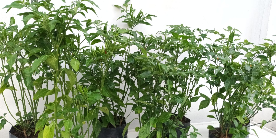 Siling Labuyo, Furniture & Home Living, Gardening, Plants & Seeds on ...