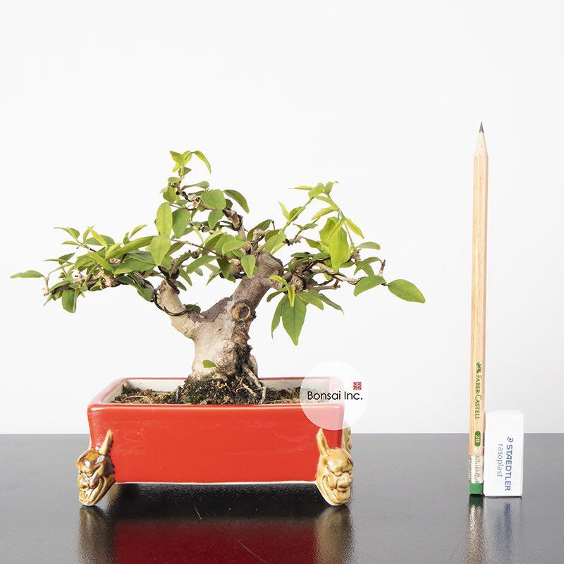 Taiwanese Water Jasmine - Wrightia Religiosa, common name in Chinese 水梅 ...