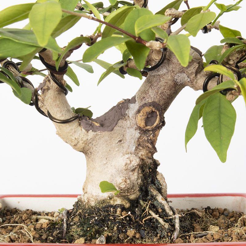 Taiwanese Water Jasmine - Wrightia Religiosa, common name in Chinese 水梅 ...