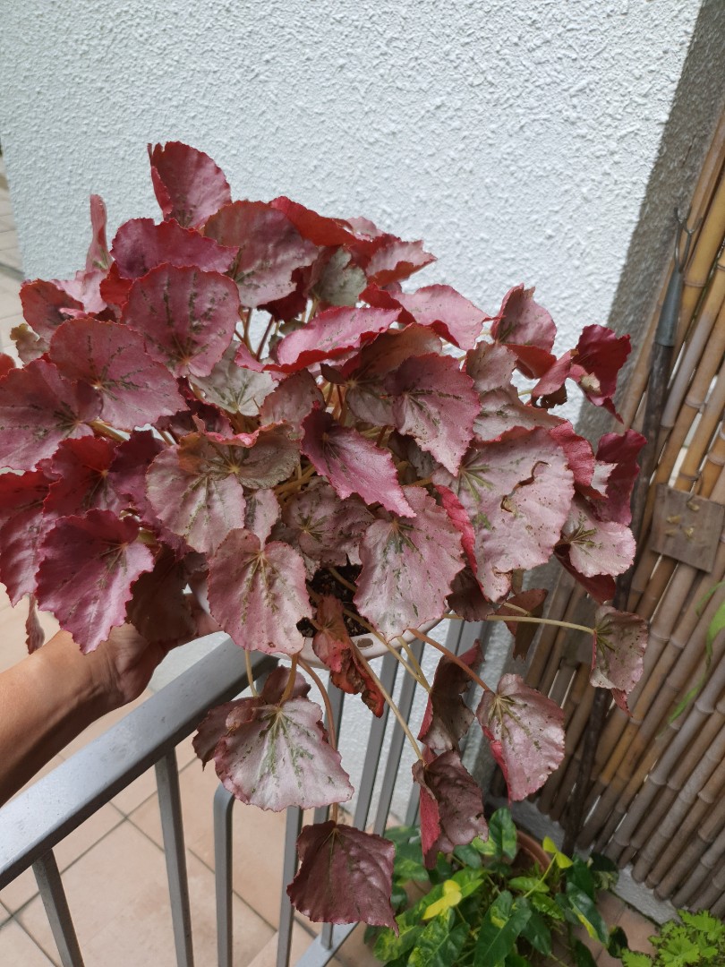 Begonia martin mystery, Furniture & Home Living, Gardening, Plants ...