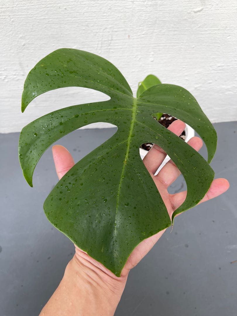 Brazilian form Monstera, Furniture & Home Living, Gardening, Plants ...