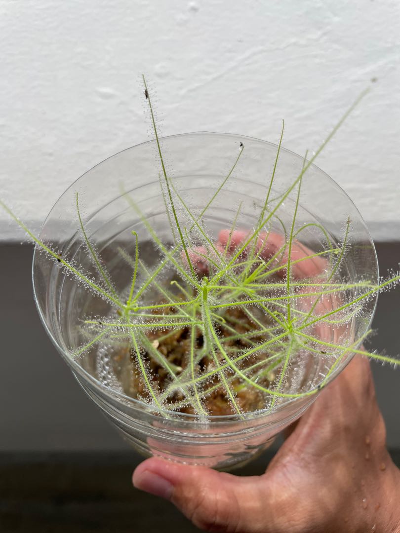 Byblis Plant, Furniture & Home Living, Gardening, Plants & Seeds on ...