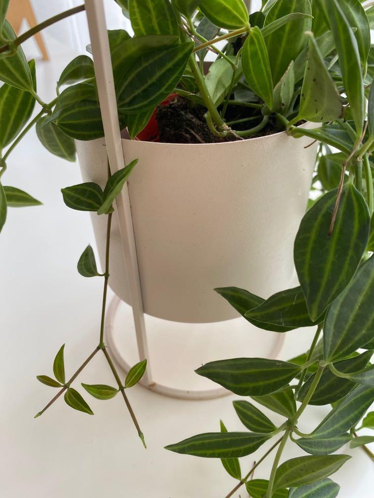 Hooga Plant Stand with Plant, Furniture & Home Living, Gardening, Pots ...