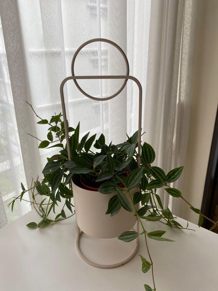 Hooga Plant Stand with Plant, Furniture & Home Living, Gardening, Pots ...