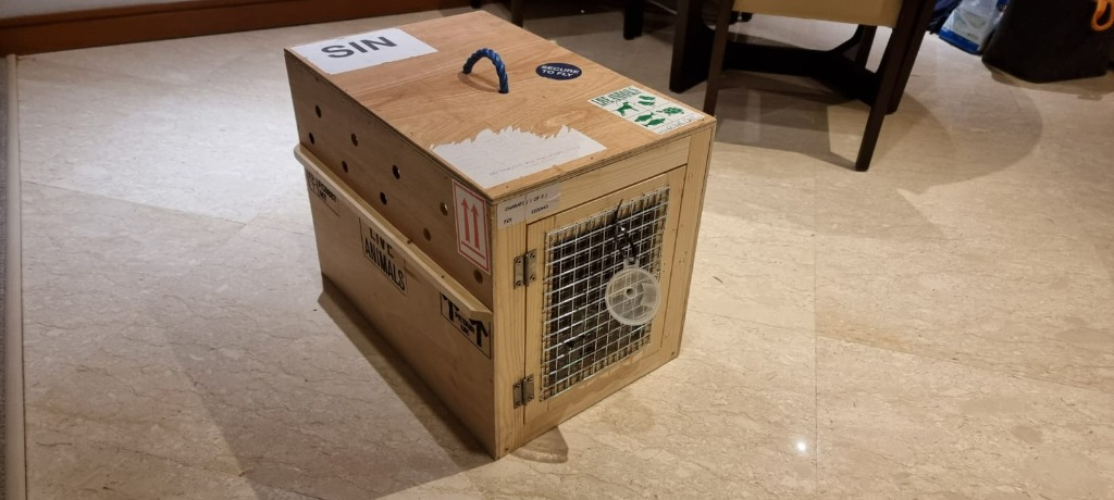 IATA approved animal transport crates (2x), Pet Supplies, Homes & Other ...