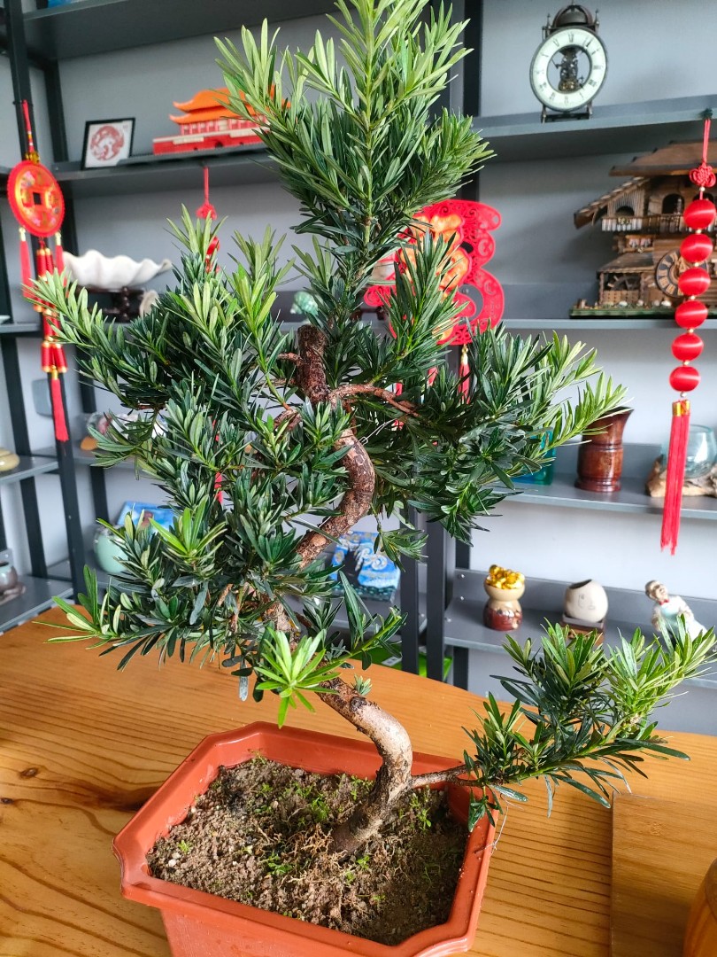Luohansong (Podocarpus macrophyllus), Furniture & Home Living ...