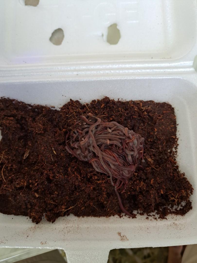 Malaysian Blue Composting Worms, Furniture & Home Living, Gardening ...