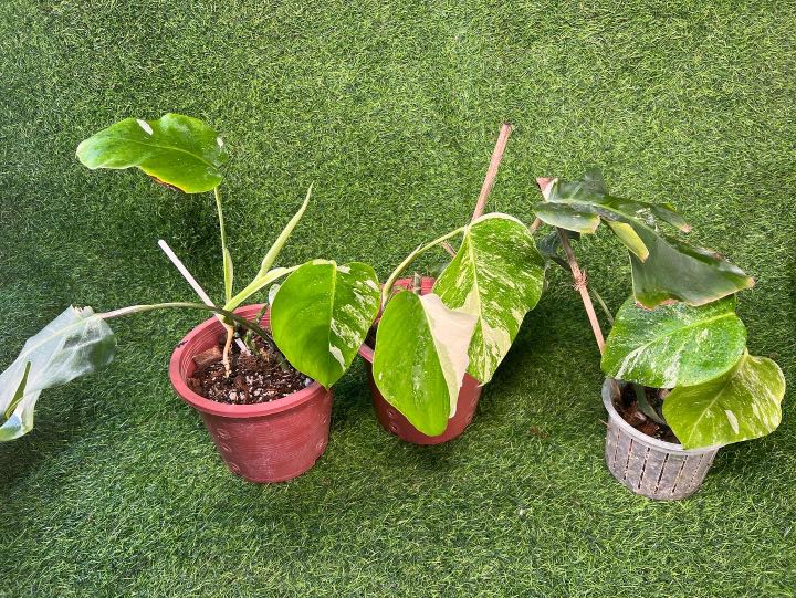 Monstera Albo Borsigiana Kunzo cultivar, Furniture & Home Living ...