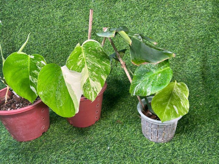 Monstera Albo Borsigiana Kunzo cultivar, Furniture & Home Living ...