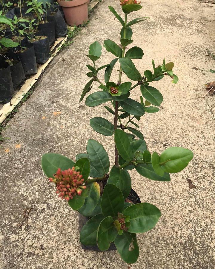 Pokok bunga ixora (hybrid dari Hawaii), Furniture & Home Living ...