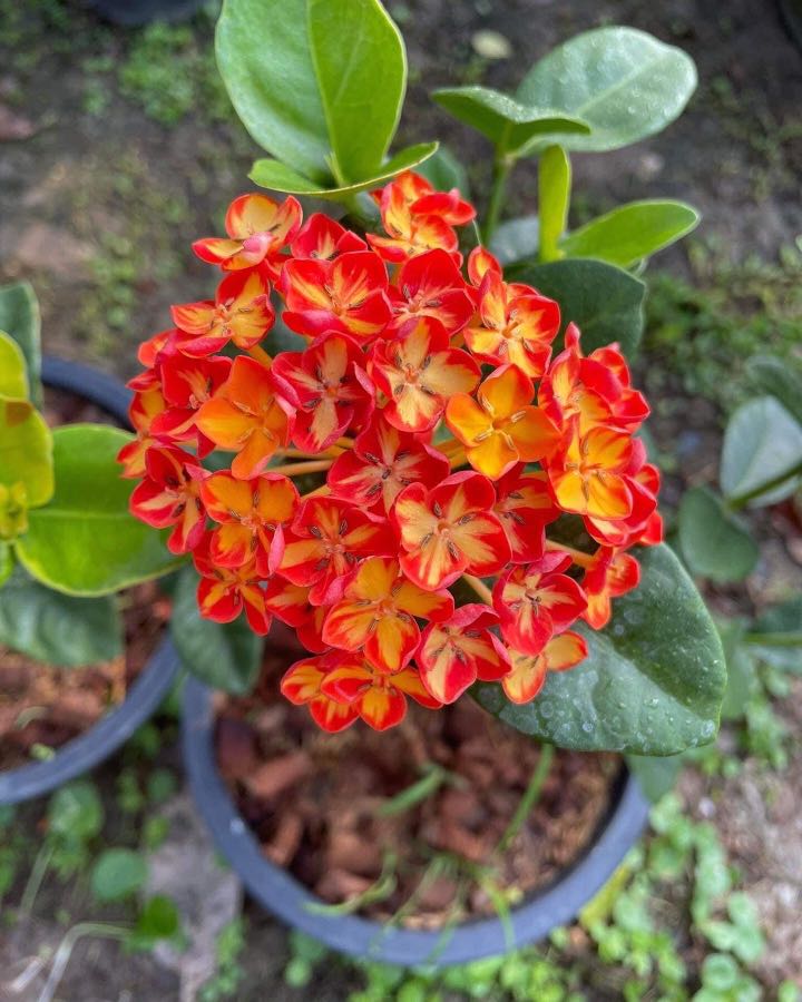 Pokok bunga ixora (hybrid dari Hawaii), Furniture & Home Living ...