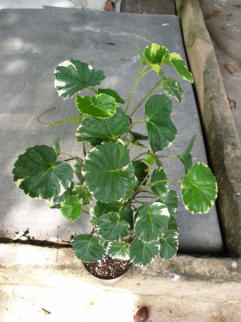 Variegated polyscias scutellaria, Furniture & Home Living, Gardening ...