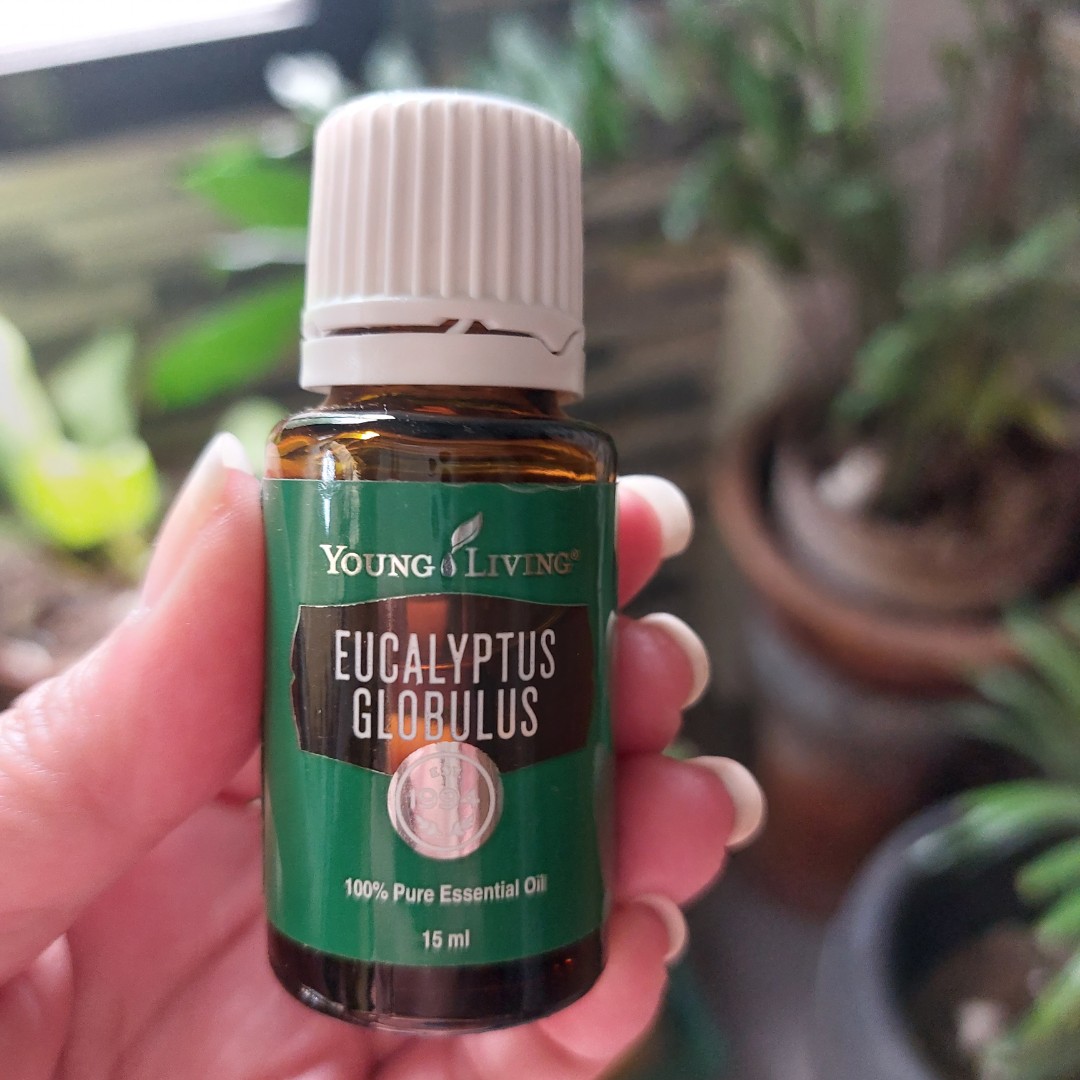 Young Living Essential Oil Eucalyptus Globulus 15ml, Furniture & Home ...