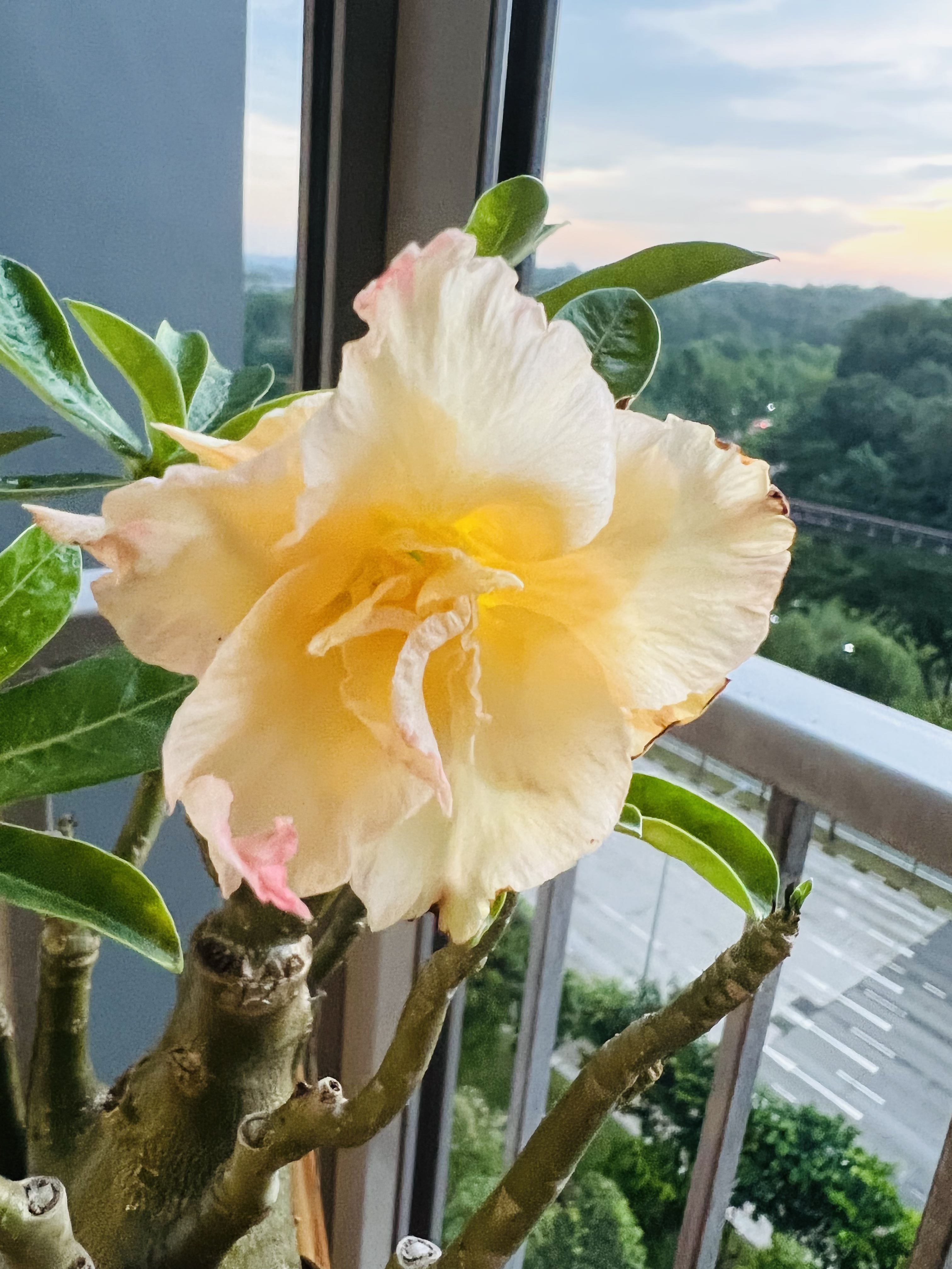 Adenium - golden dragon (big caudex), Furniture & Home Living ...