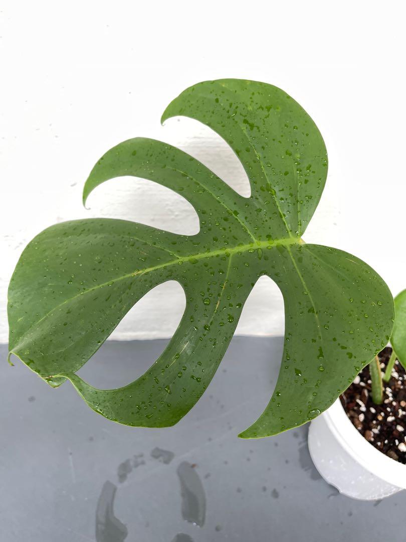 Brazilian form Monstera, Furniture & Home Living, Gardening, Plants ...