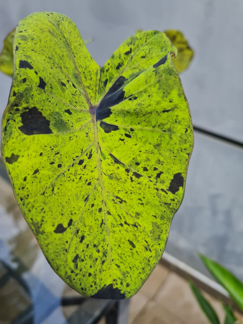 Colocasia Mojito, Furniture & Home Living, Gardening, Plants & Seeds on ...